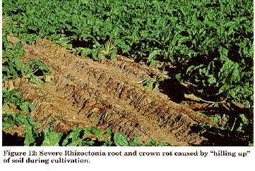 Seedling and Root Rot Diseases of Sugarbeets