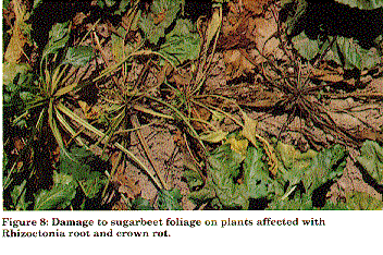 Seedling and Root Rot Diseases of Sugarbeets