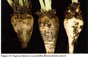Seedling and Root Rot Diseases of Sugarbeets